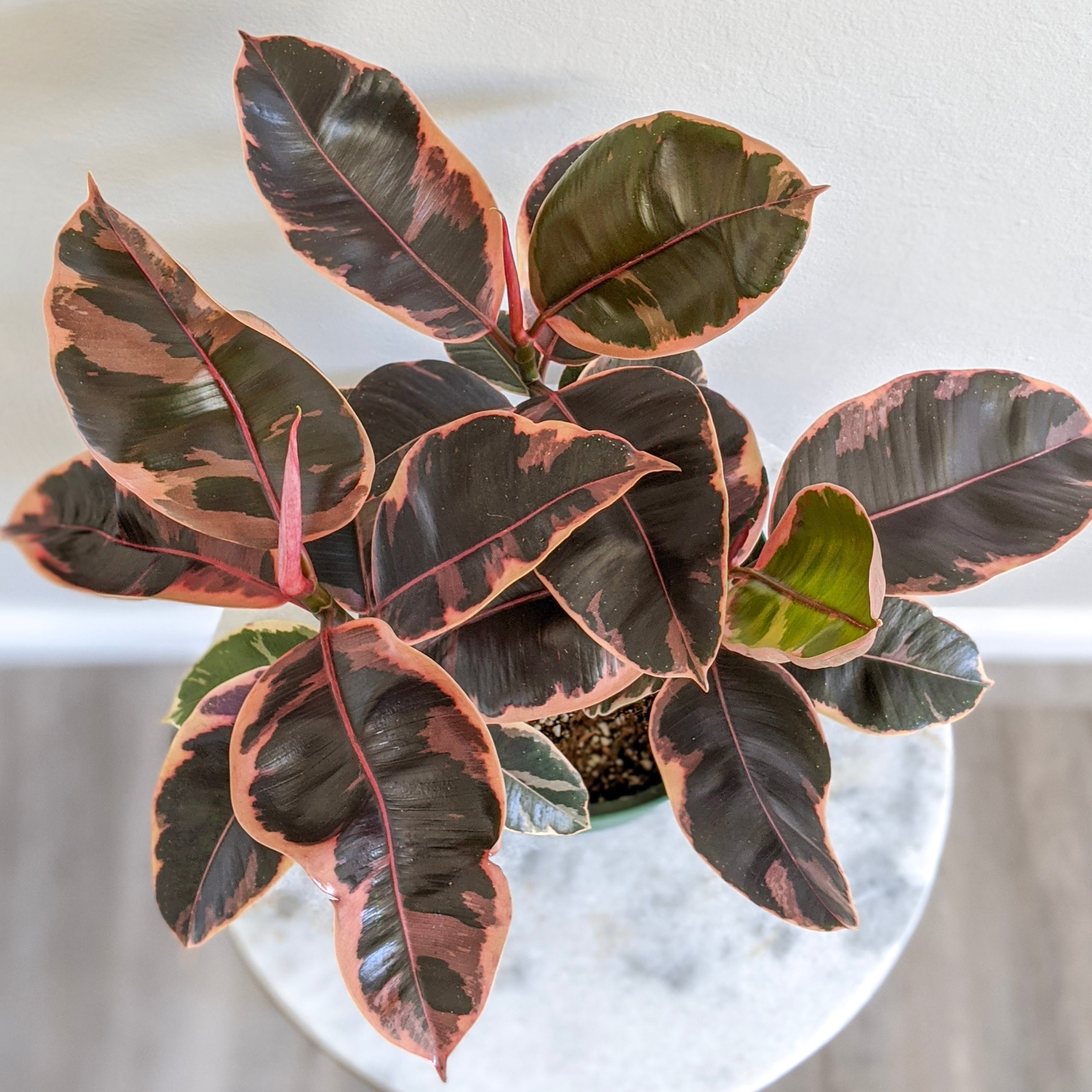 ficus elastica ruby