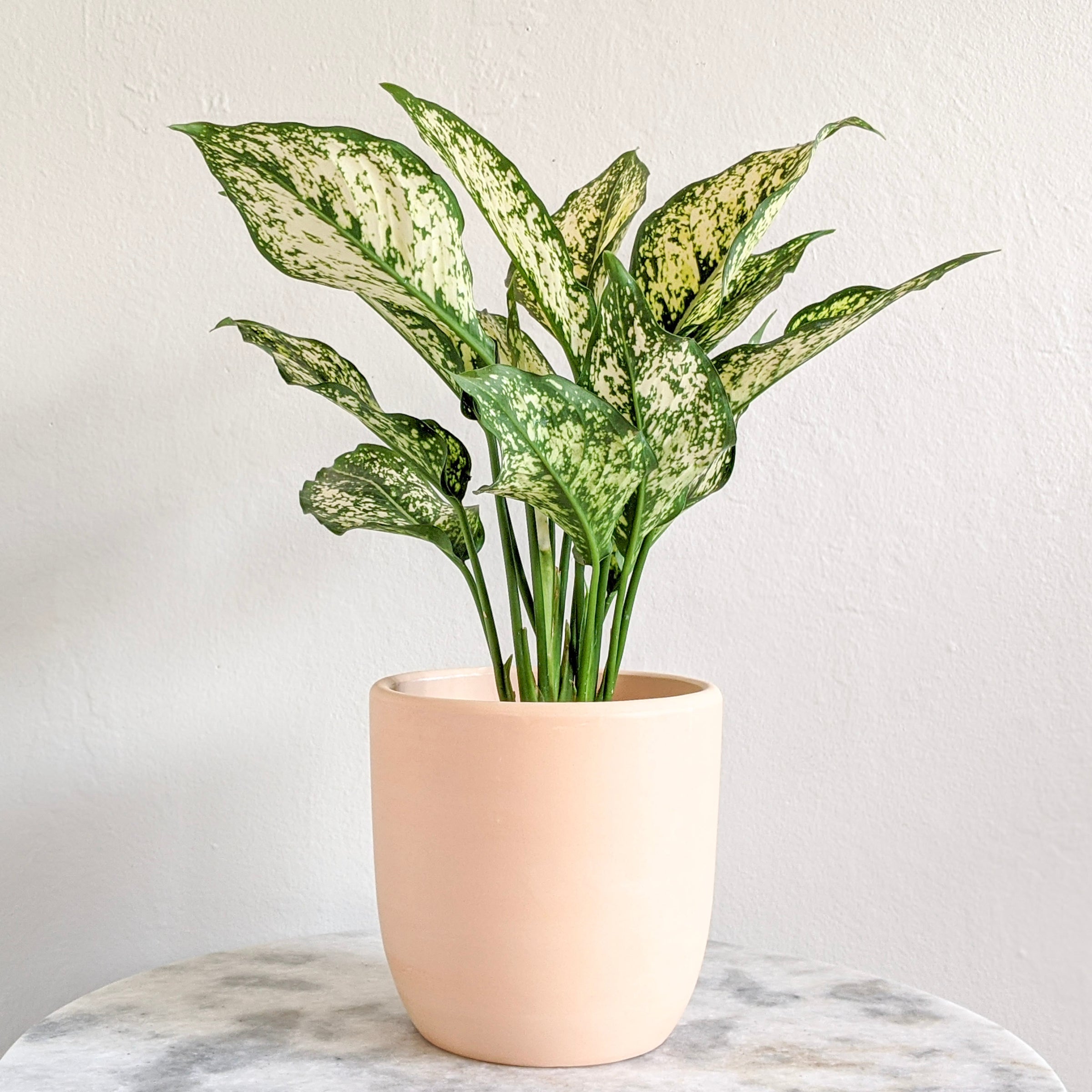 aglaonema decorum