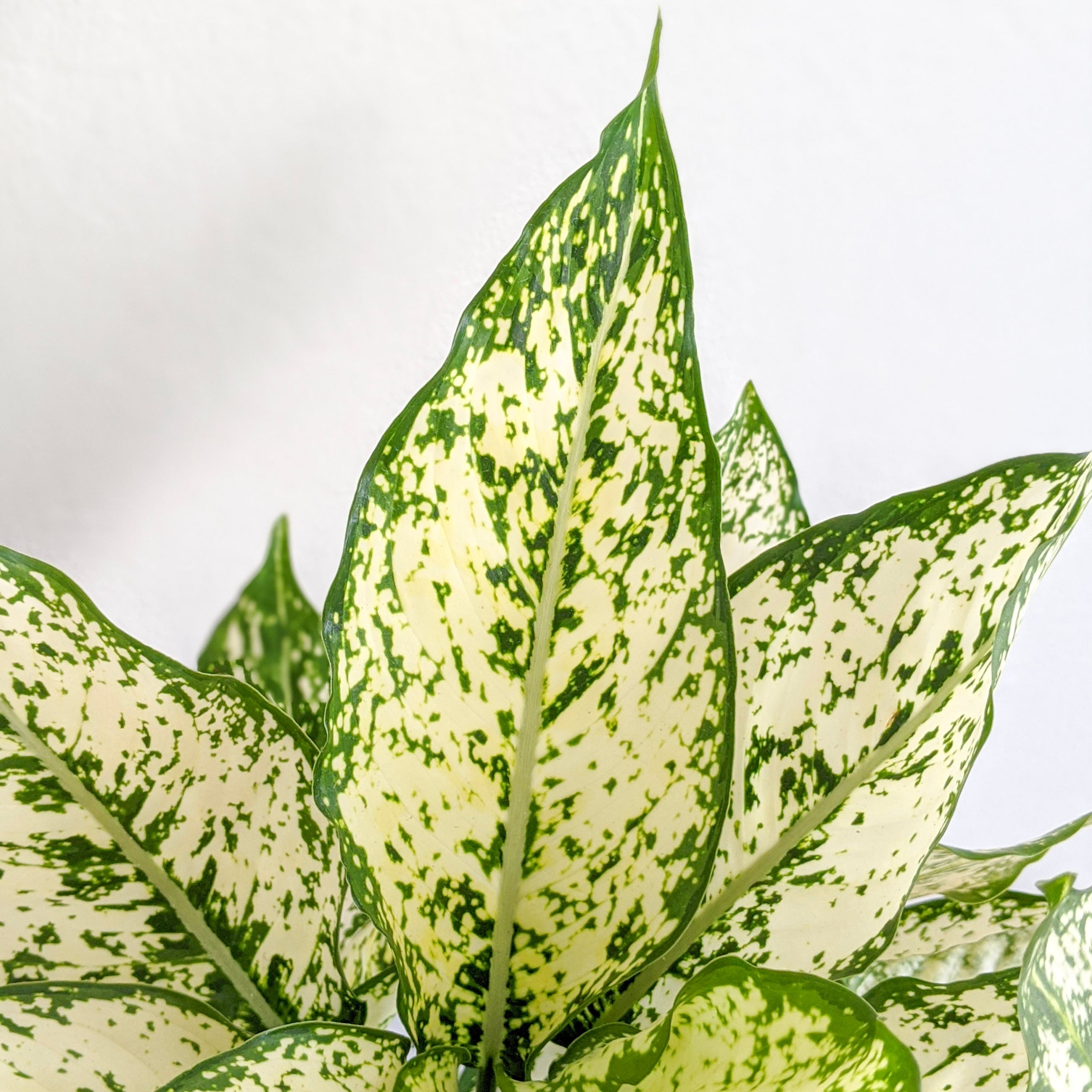diamond leaf plant