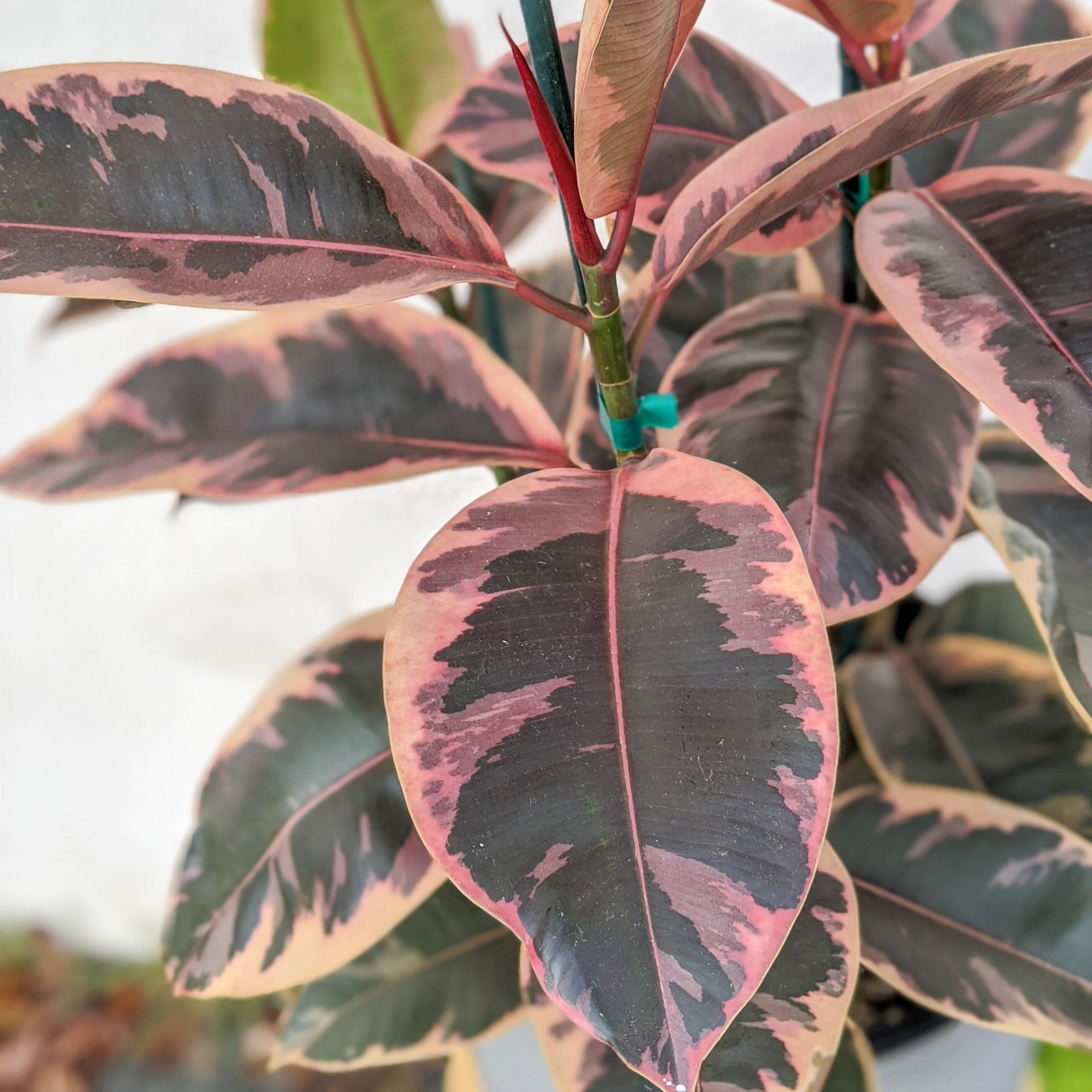 ficus elastica ruby