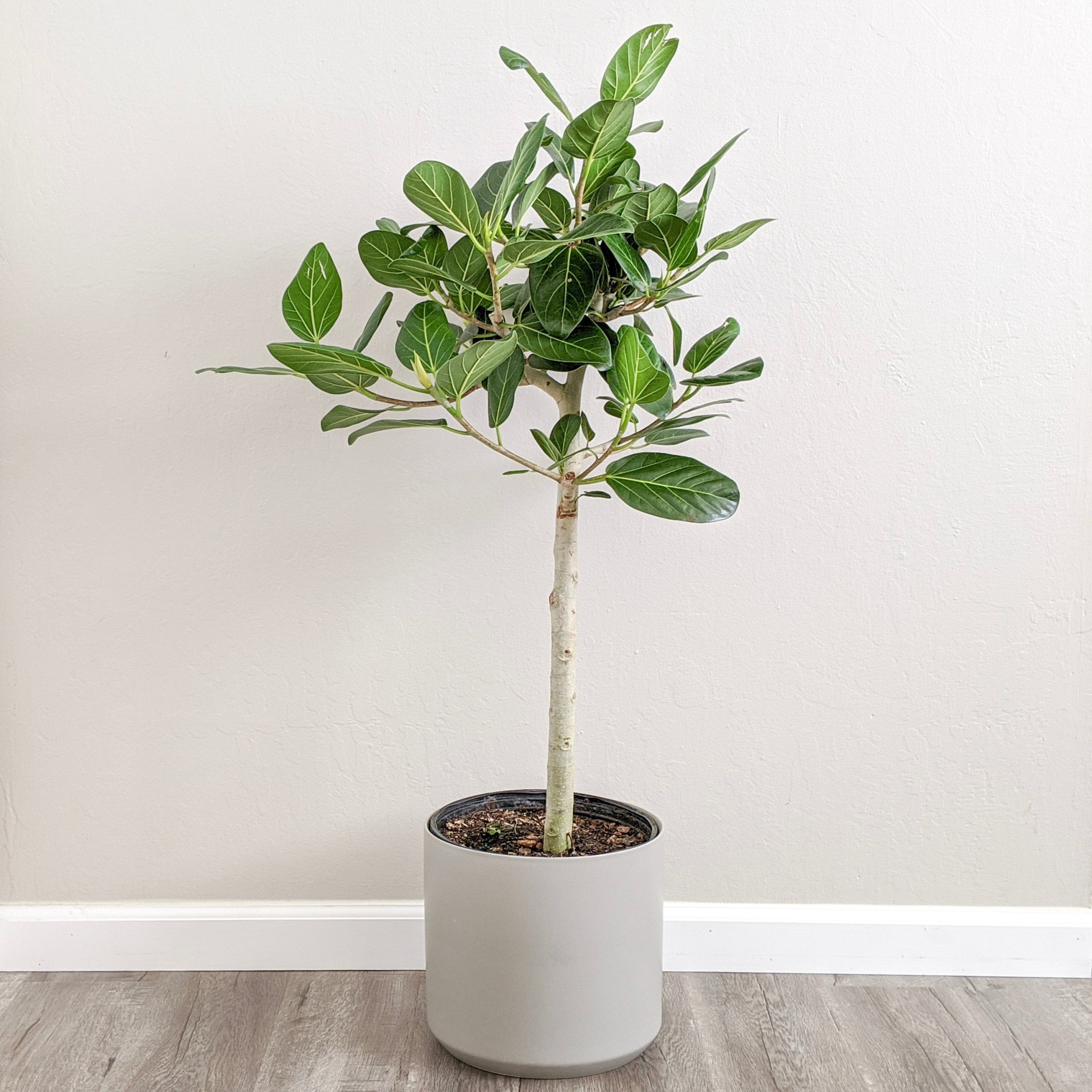 Ficus Audrey - Large | Leafy