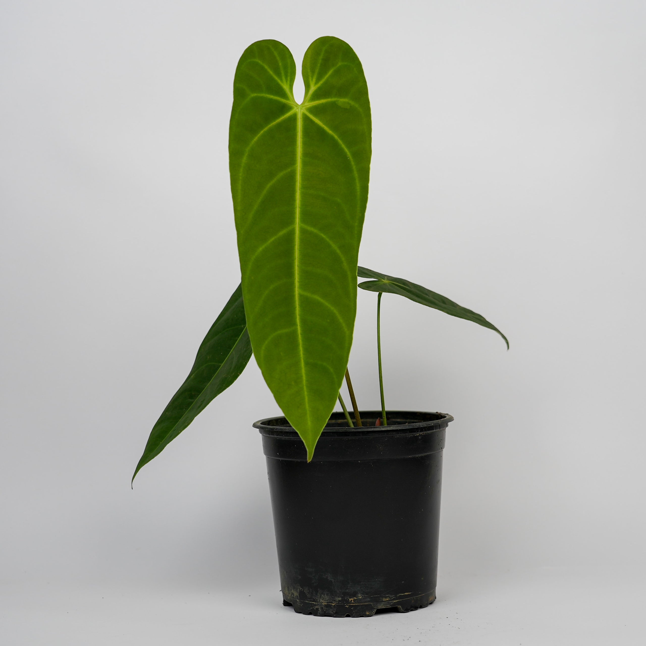 Anthurium Metallicum | Indoor Plant Delivery | Leafy