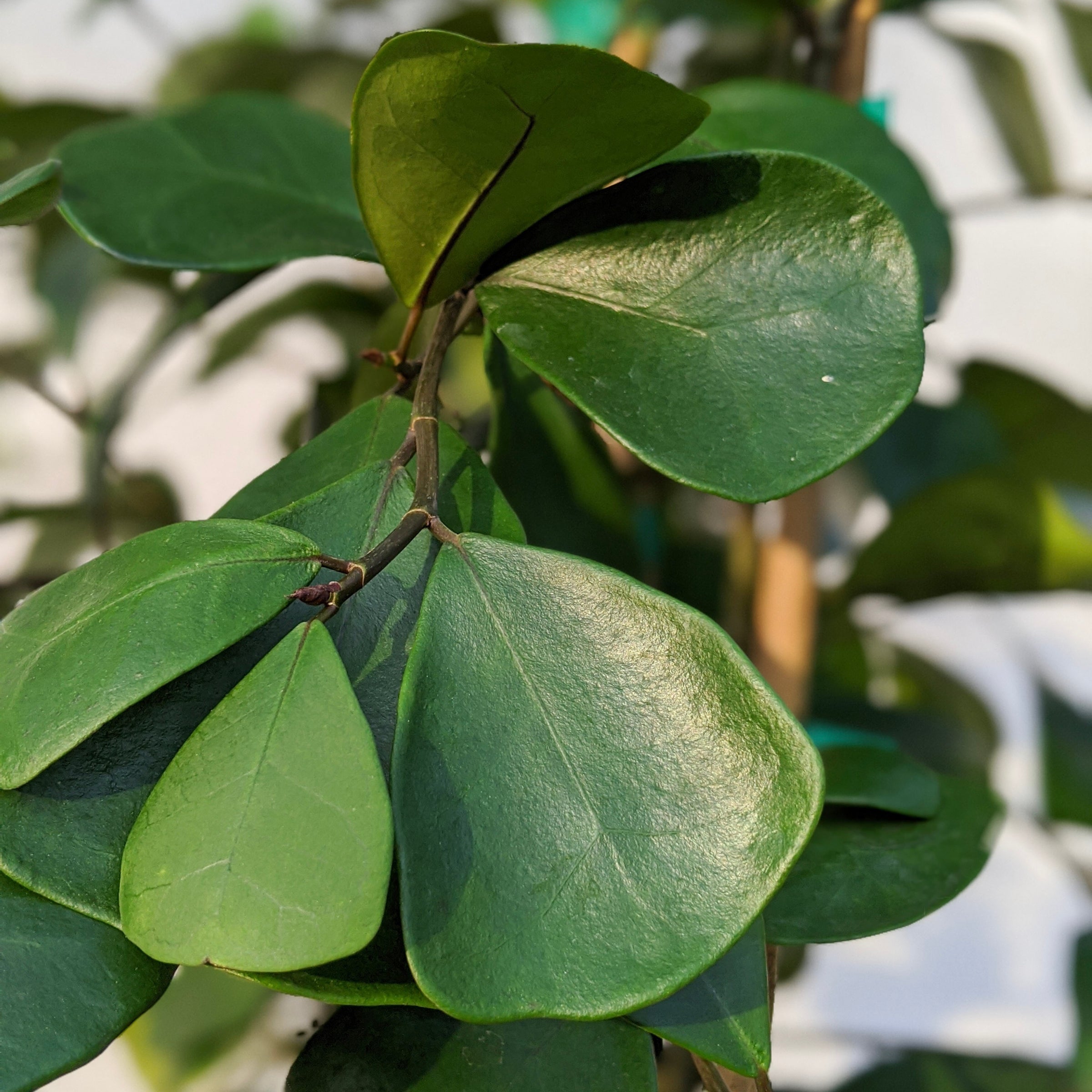 Ficus Triangularis - Large | Leafy