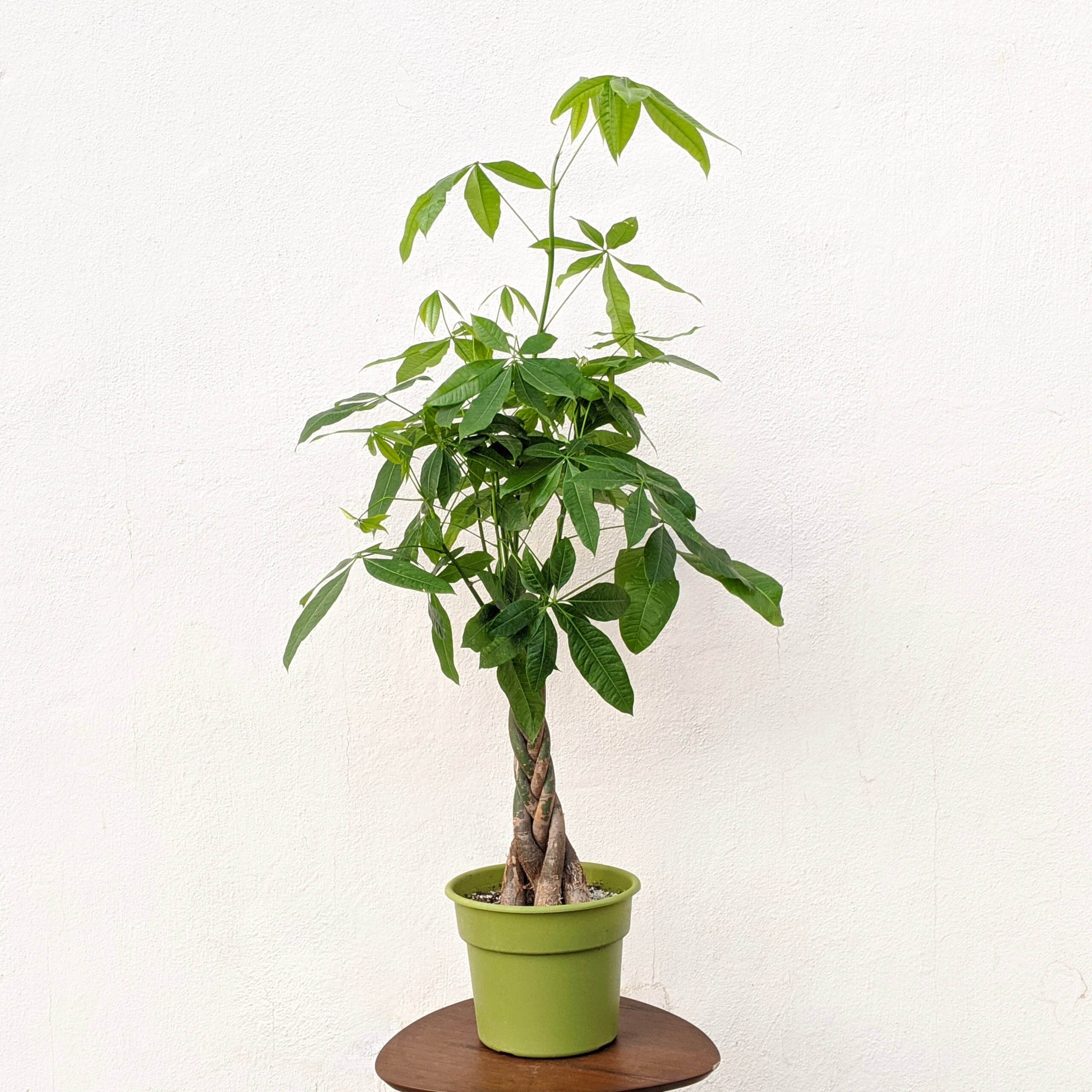 Money Tree | Indoor Plant Delivery | Leafy