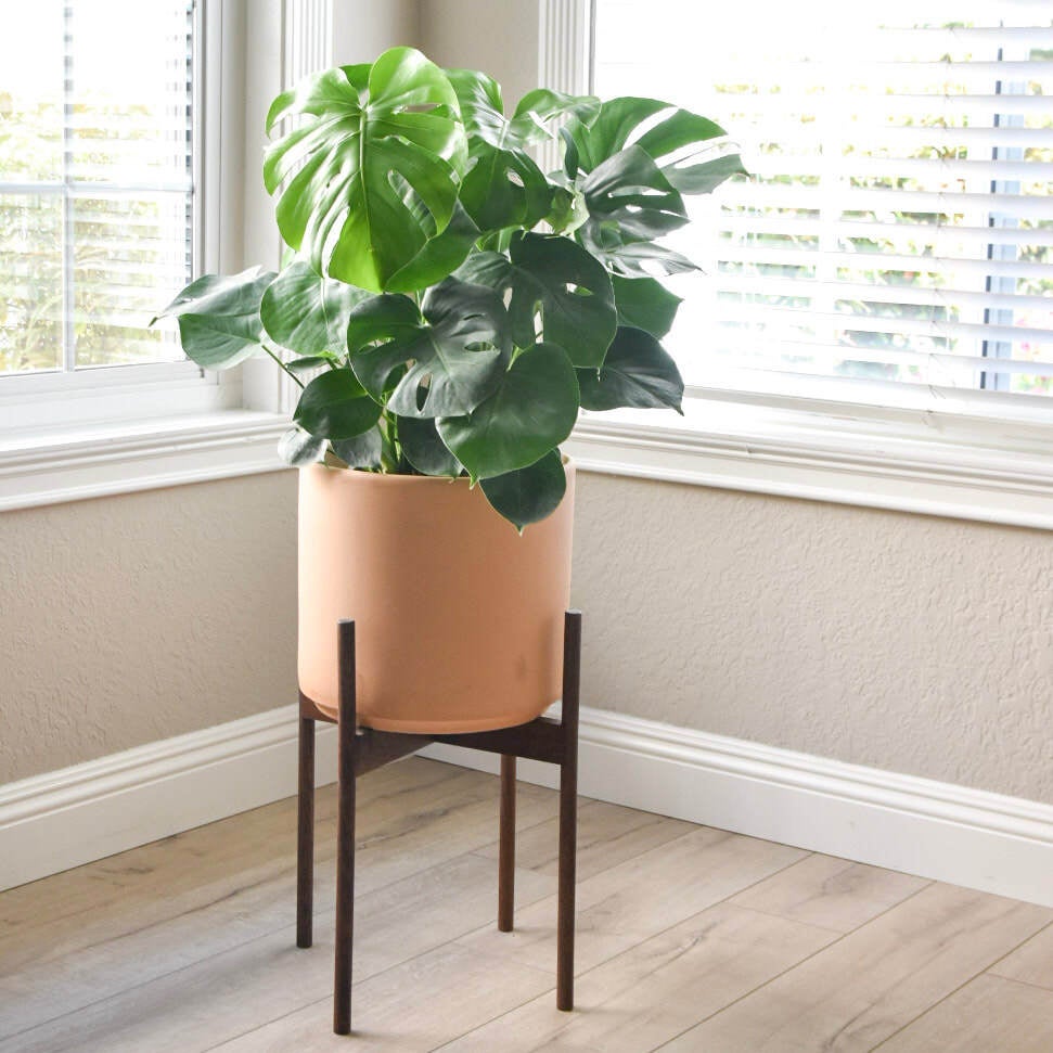 Monstera Deliciosa Indoors