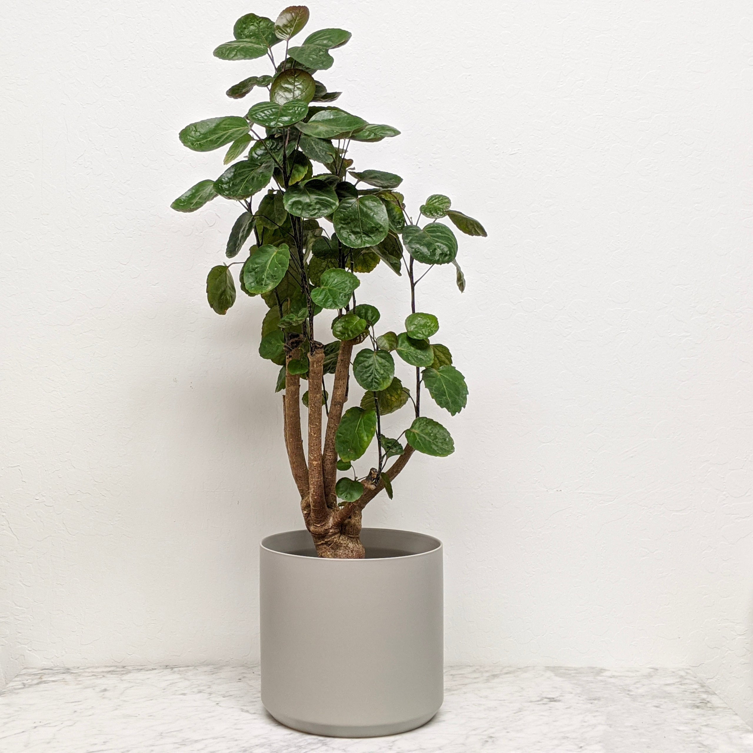 Aralia Fabian Stump | Indoor Plant Delivery | Leafy